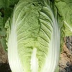 Variétés de chou Pet Saï - Grab