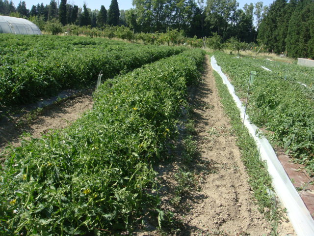 Production de tomate en agriculture biologique - Grab