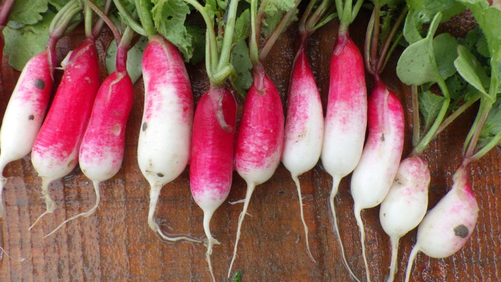 Résultats 2016 : variétés de radis bio en plein champ - Grab