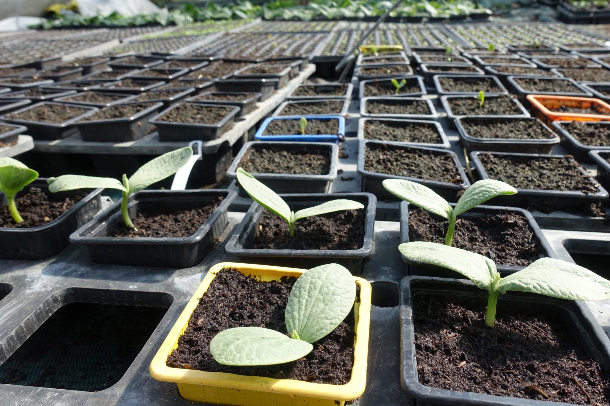 LE POINT SUR... La règlementation sur les semences potagères en AB - Grab